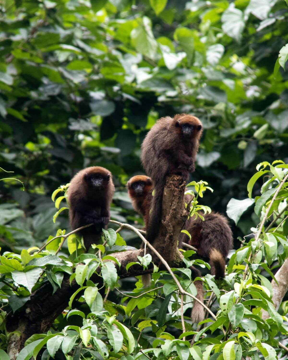 How to Stay Safe in the Amazon Rainforest – 5 Best Tips
